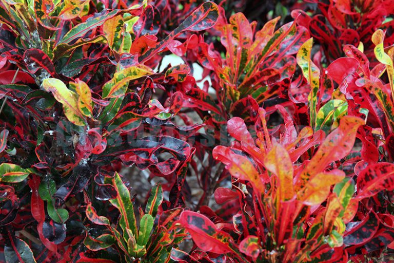 Hawaiian Good Luck Plant – Travel Photography – Cris Orfescu